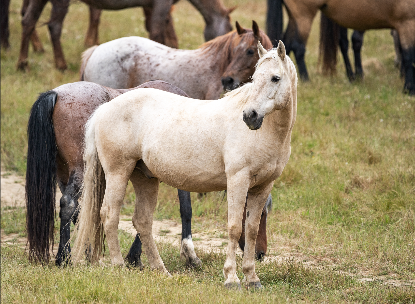 About Us – Lead The Way Equine Learning