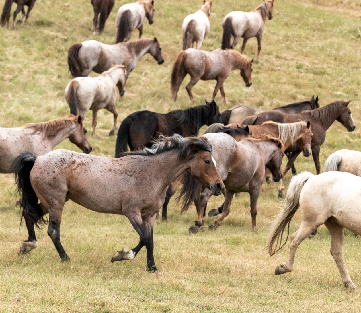 Why Is Equine Assisted Learning So Life Changing? – Lead The Way Equine ...